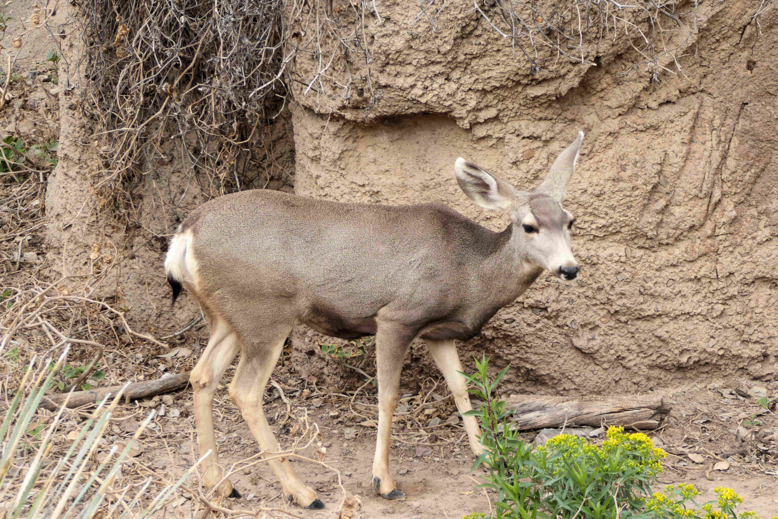 Desert Mule Deer | Mexican Terrestrial Life.org