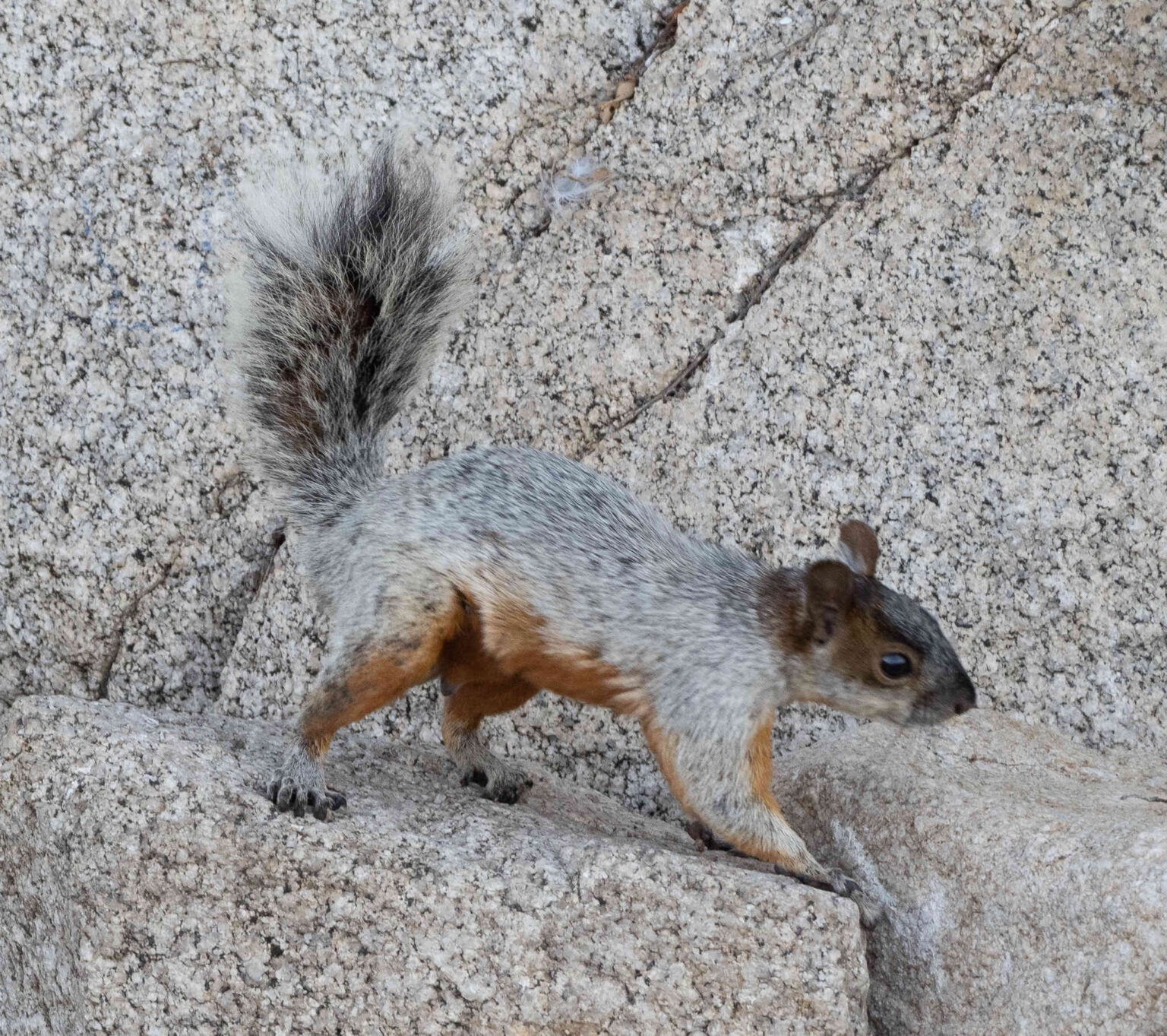 Mexican Gray Squirrel | Mexican Terrestrial Life.org