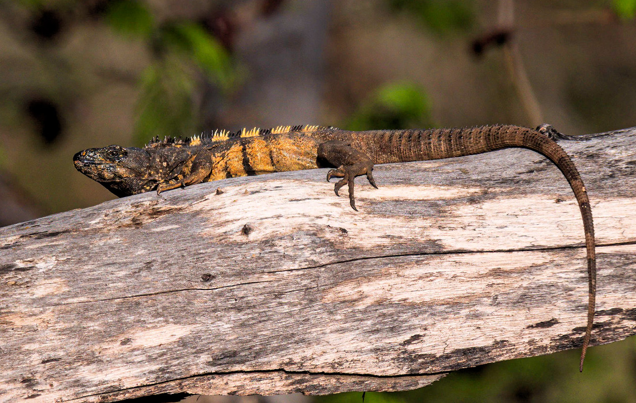Mexican Spiny-tailed Iguana | Mexican Terrestrial Life.org