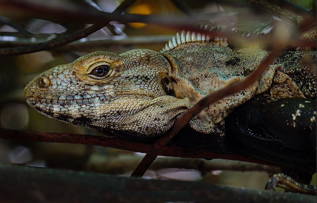 Mexican Spiny-tailed Iguana | Mexican Terrestrial Life.org