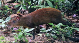 Central American Agouti | Mexican Terrestrial Life.org
