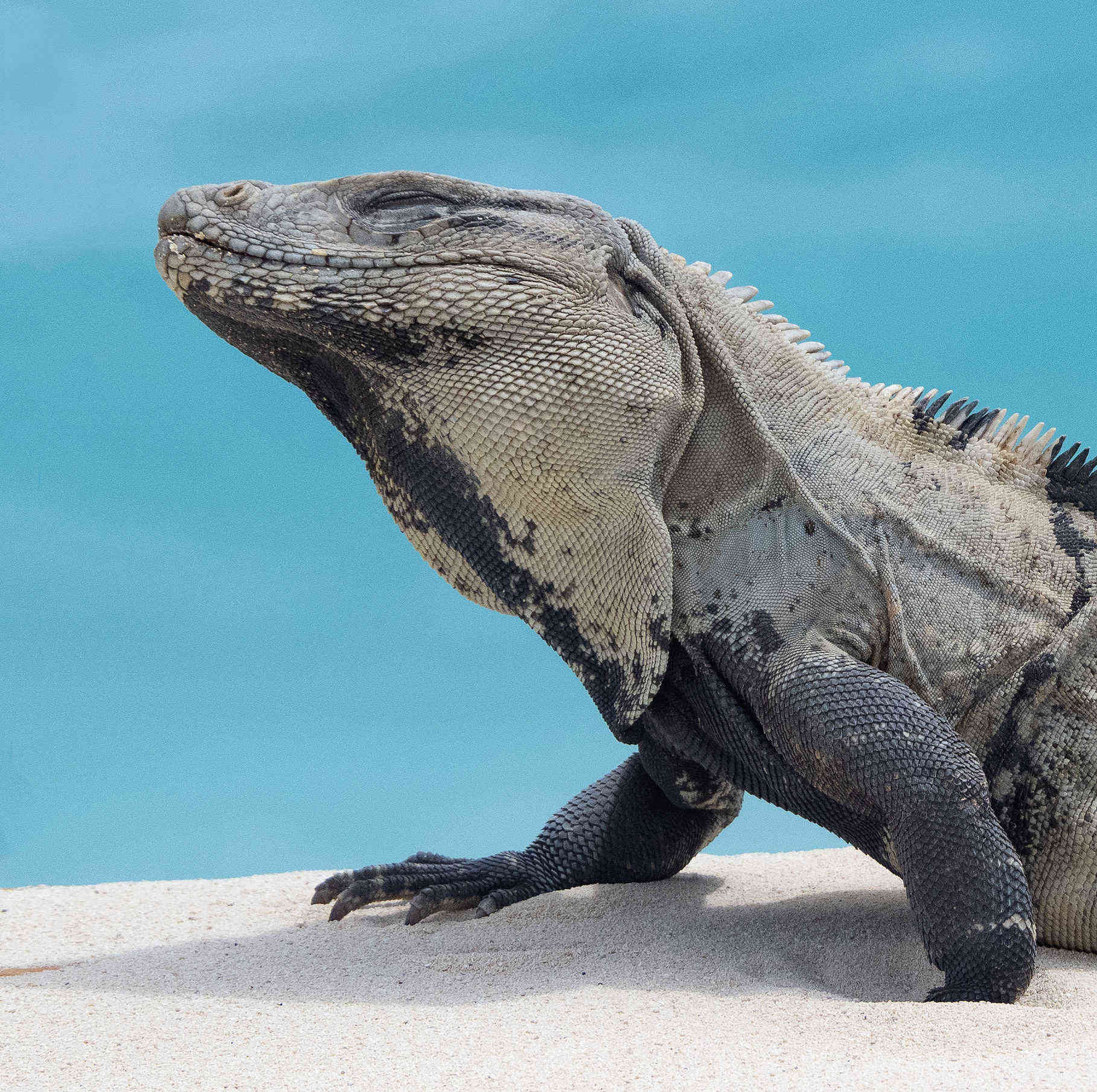 Black Spiny-tailed Iguana | Mexican Terrestrial Life.org